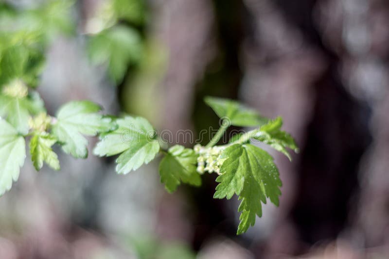 .green Leaves with Small Flowers on the Tree Stock Image - Image of ...