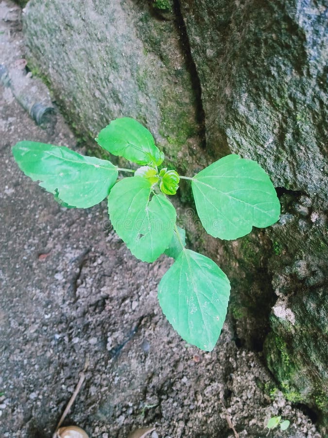 Green Leaves of Small Tree Medicinal Plant Stock Image - Image of ...