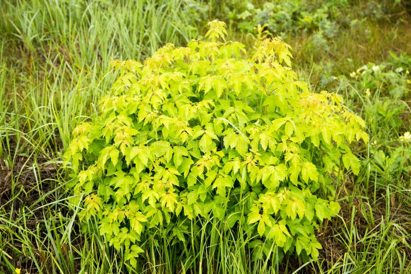 Green Leaves on a Small Tree in the Nature Stock Photo - Image of wood ...