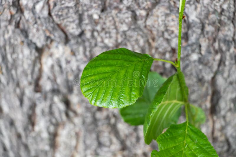 Green Leaves on Small Twig with Tree Bark on Background Stock Image ...
