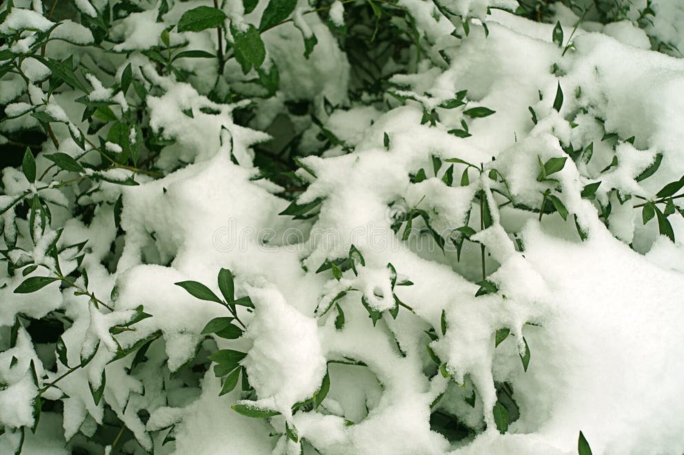 Green Leaves in Snow stock image. Image of growing, spring - 34535561