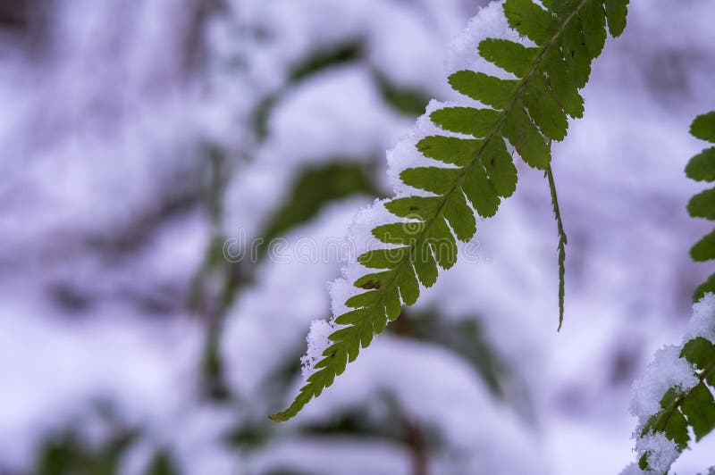 Green Leaves in the Snow. Fern in the Snow. Snowflakes on the Green ...