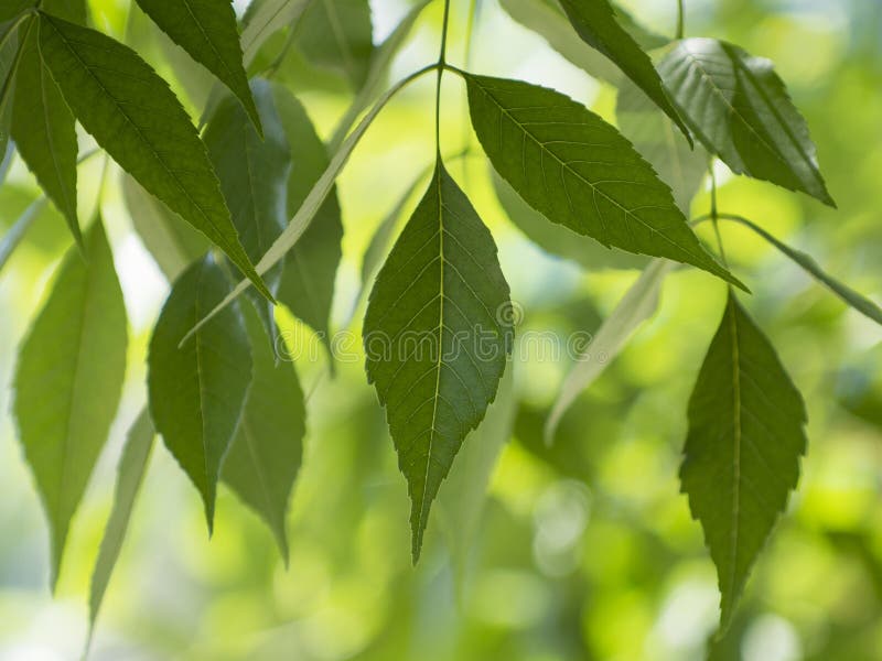 Green Leaves on a Soft Background. Greenery of the Forest Stock Image ...