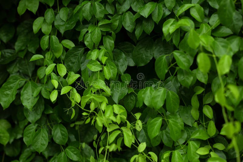Green Leaves Soft Close Background Stock Photo - Image of wood, macro ...