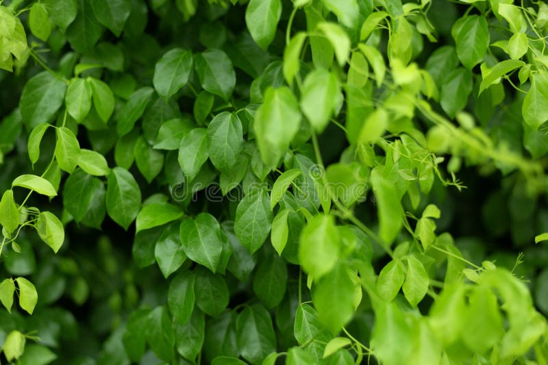 Green Leaves Soft Close Background Stock Photo - Image of macro, summer ...