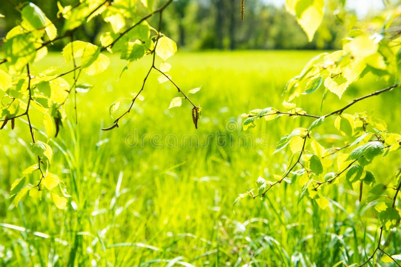 Green Leaves on Soft Green Grass Stock Photo - Image of leaf, color ...