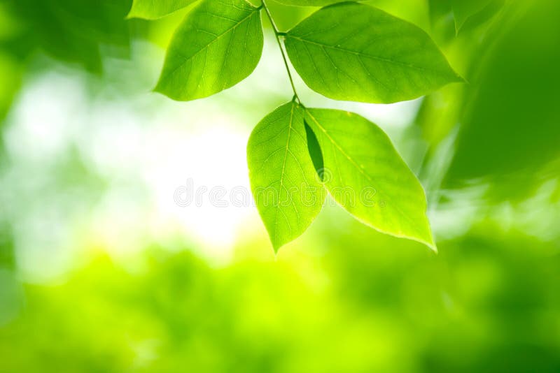 Green leaves in soft light stock photo. Image of branch - 26312718