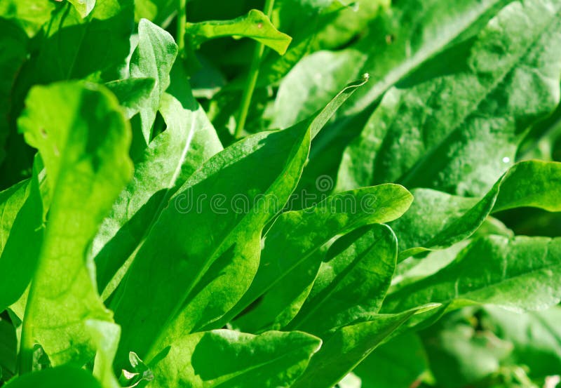 Green leaves of sorre stock image. Image of good, aroma - 32610101