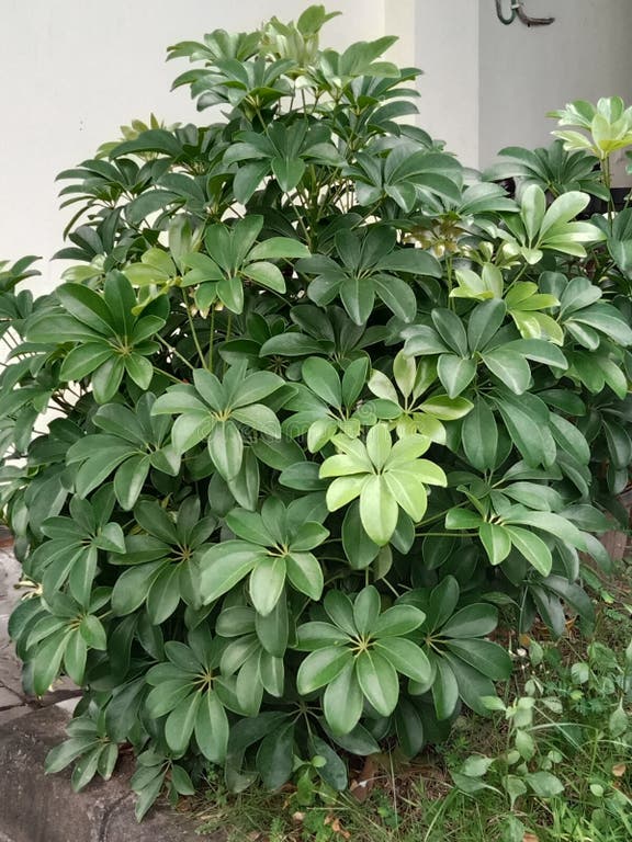 Green Leaves are the Source of Photosynthesis Stock Image - Image of ...