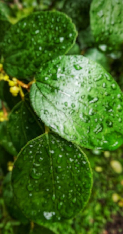The Green Leaves that are Splashed with Rain Look Beautiful and ...