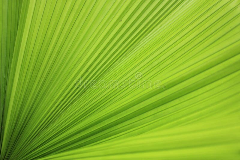 Green leaves spread. stock image. Image of surface, nature - 21616103
