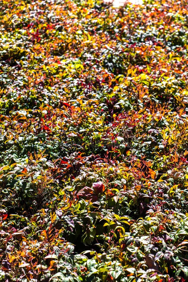 Green Leaves of the Spring As a Background Stock Photo - Image of leaf ...