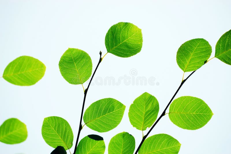 Green leaves in spring stock image. Image of forest, closeup - 62660381