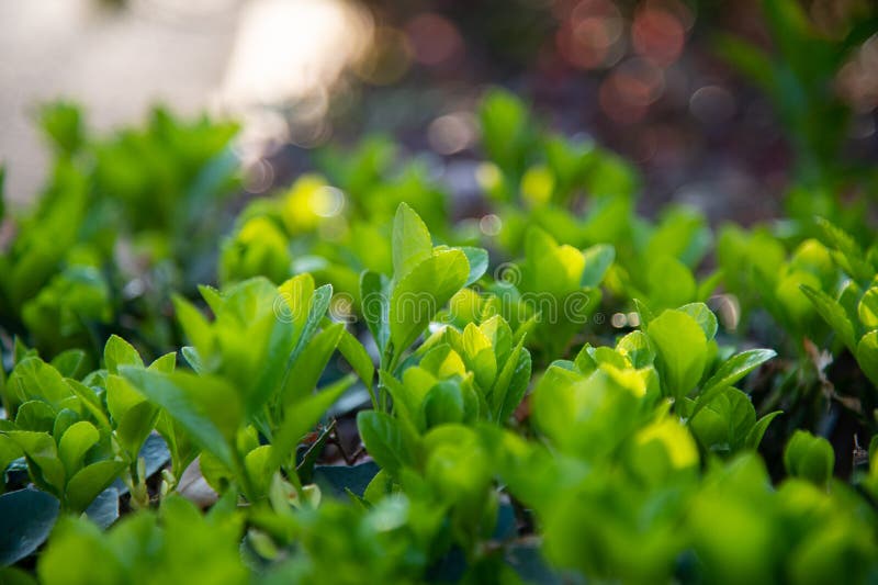 Green leaves in spring stock image. Image of forests - 312100685