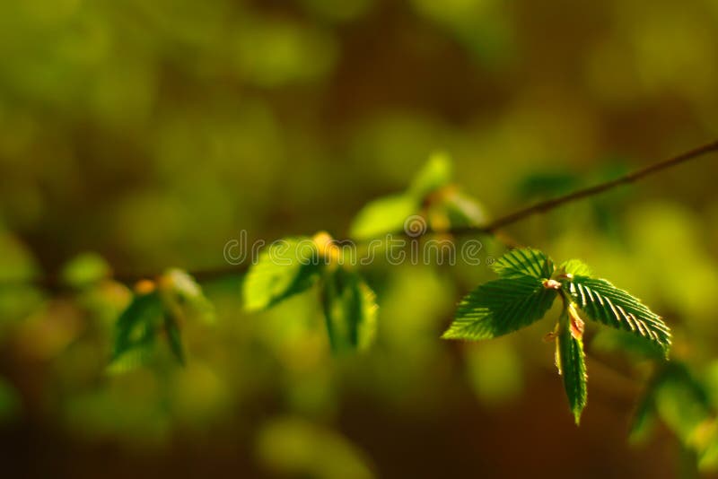 Green Leaves in Spring stock photo. Image of green, background - 90175046