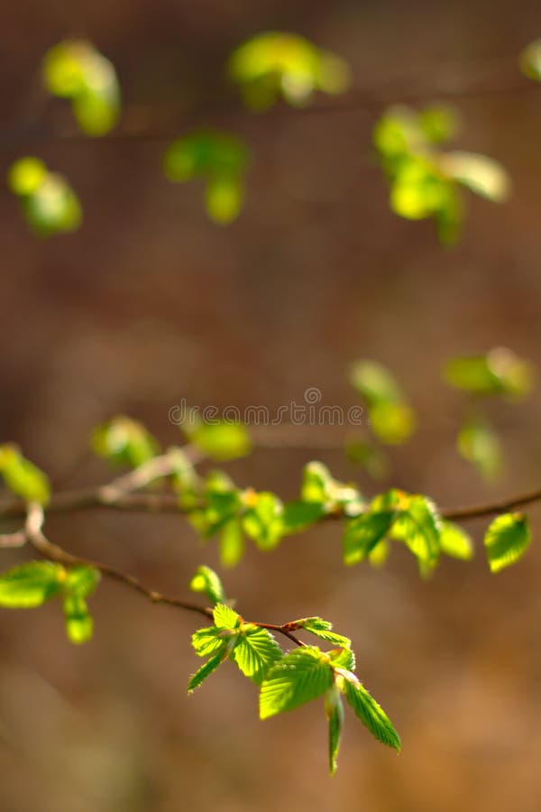 Green Leaves in Spring stock photo. Image of wood, forest - 90178244