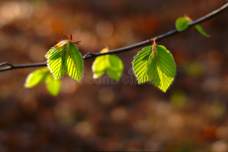 Green Leaves in Spring stock photo. Image of spring, beech - 91102550