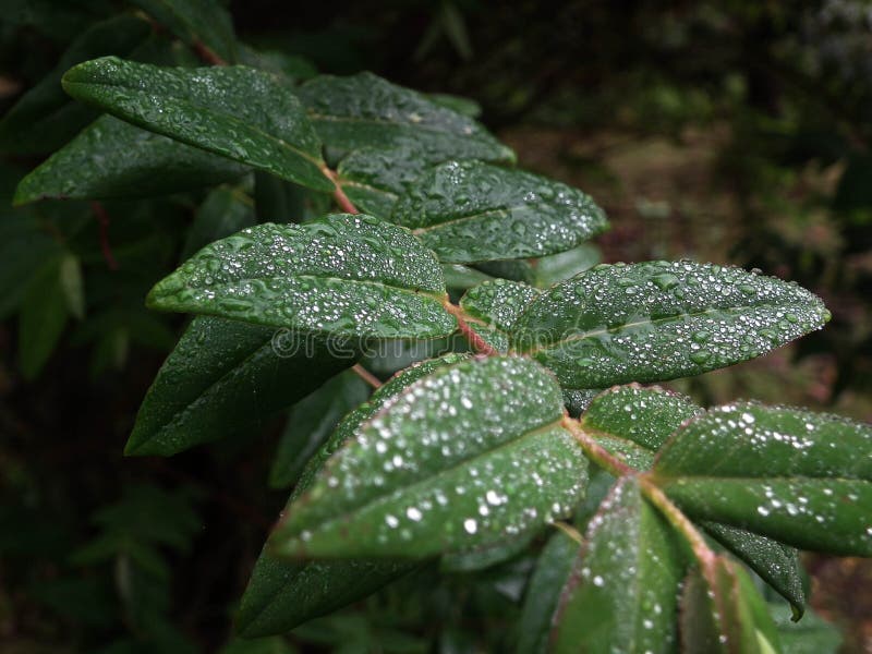 Green Leaves Spring forest stock image. Image of nature - 124333257