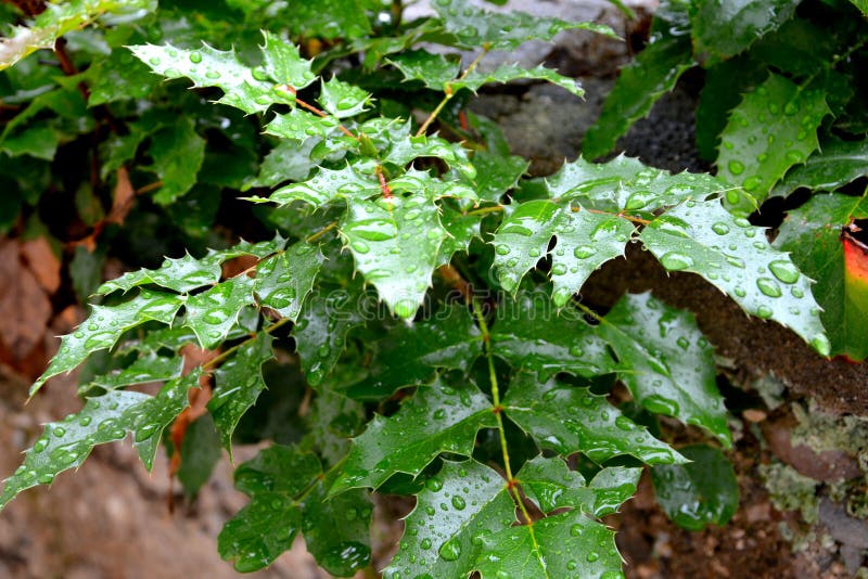 Green Leaves in the Spring in Garden. Water Drops. Stock Photo - Image ...