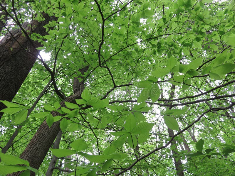 Green Leaves of Spring in May Stock Image - Image of forest, branches ...