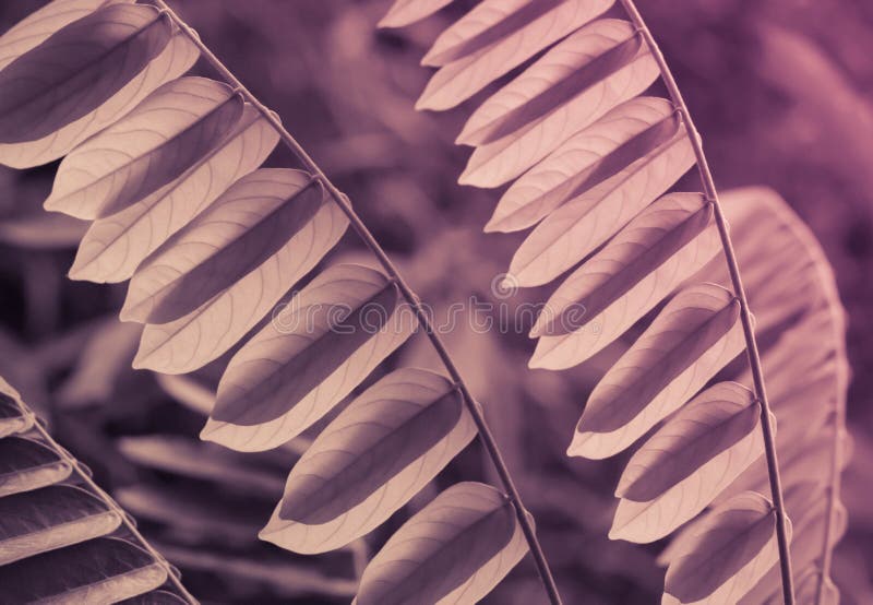 Green Leaves Spring Nature Background Stock Image - Image of fresh ...