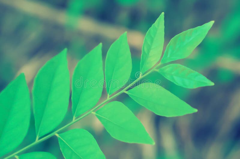 Green Leaves Spring Nature Relax Background Stock Image - Image of ...