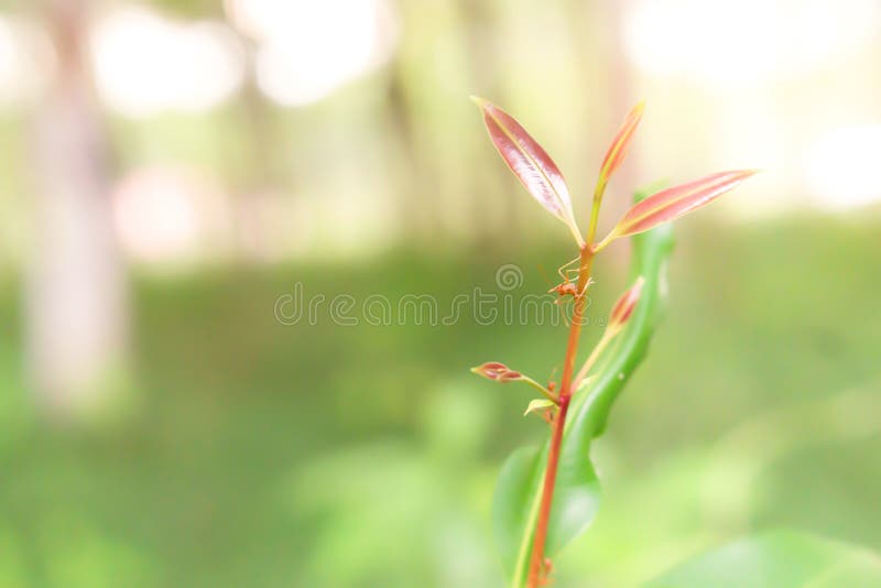 Green Leaves Spring Nature Wallpaper Background Stock Image - Image of ...