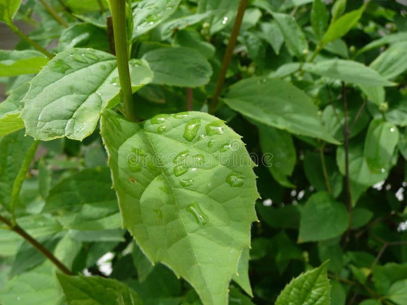 Green Leaves after a Spring Rain Stock Image - Image of greenish, life ...