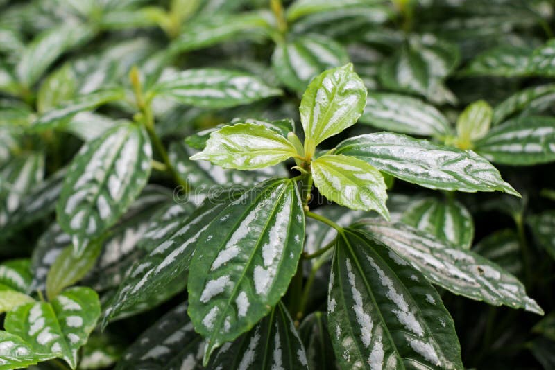 Green leaves of the spring stock image. Image of spring - 139124485