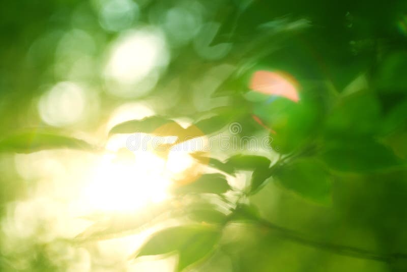 Green leaves in spring stock image. Image of nature - 263931011