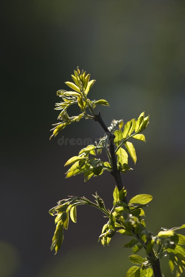 Green Leaves in Spring Sunlights Stock Image - Image of tranquil ...