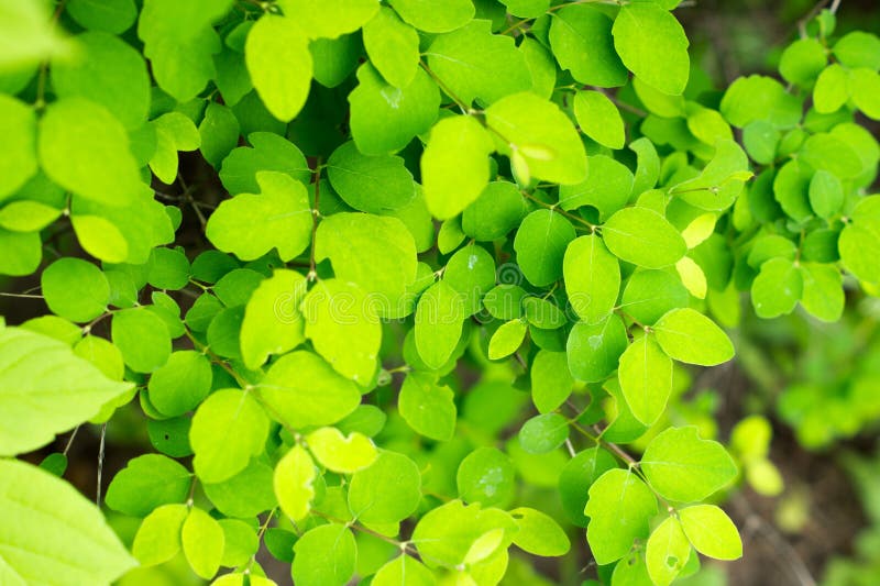 Green Leaves of Spring Tree Stock Photo - Image of grass, plant: 71910062