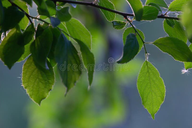 Green Leaves on the Spring Tree Background Stock Photo - Image of ...