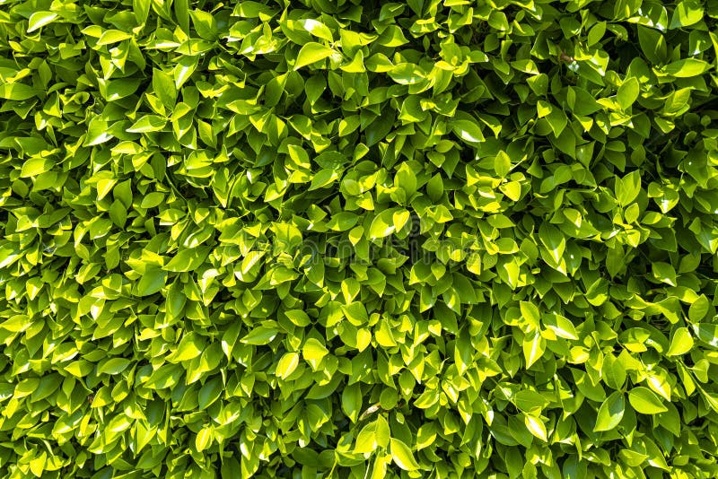 Green Leaves on Spring Tree Background. Green Leaf Forest Greenery ...