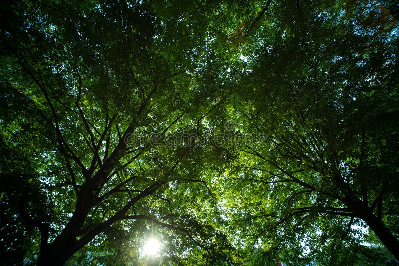 Green Leaves on Spring Tree Background. Green Leaf Forest Greenery ...