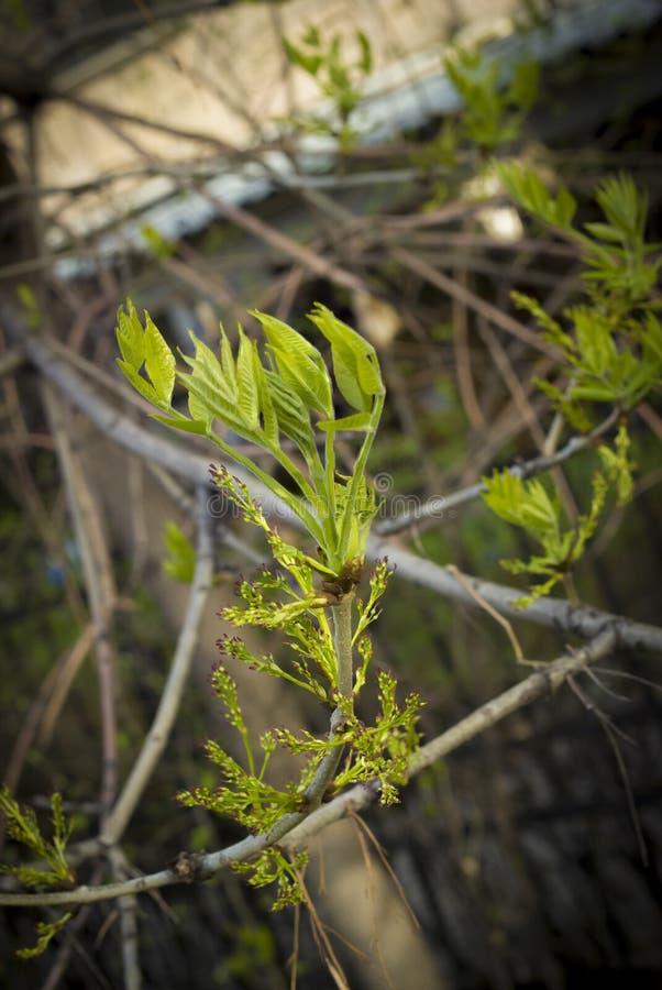 Green leaves in spring. stock photo. Image of green - 144385862