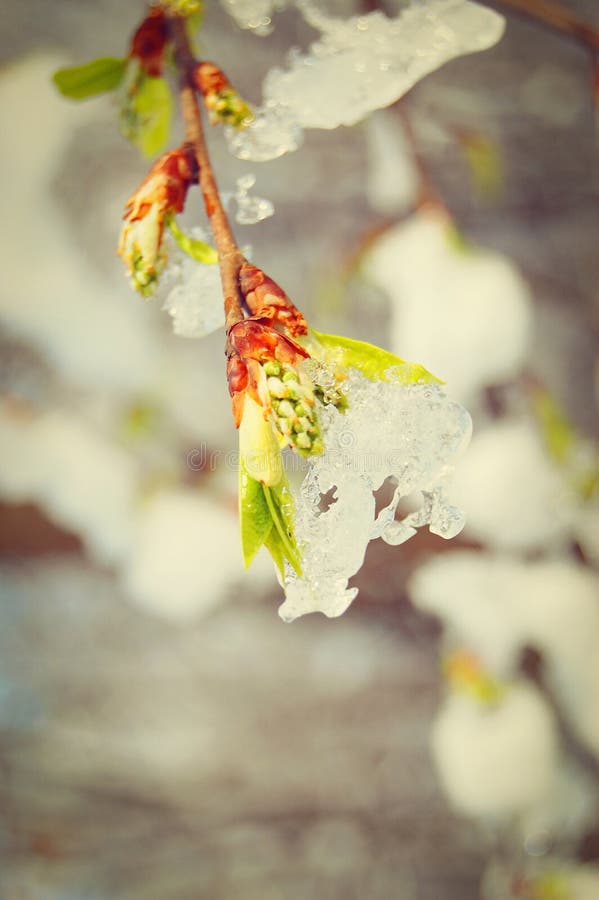 Green Leaves Sprouting through the Melting Snow in the Spring Stock ...