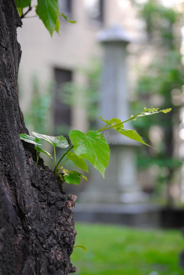 Green Leaves stock image. Image of trunk, leaf, leaves - 45501731