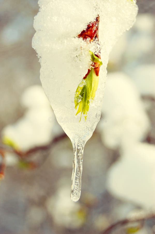 Green Leaves Sprouting through the Snow Stock Photo - Image of growth ...
