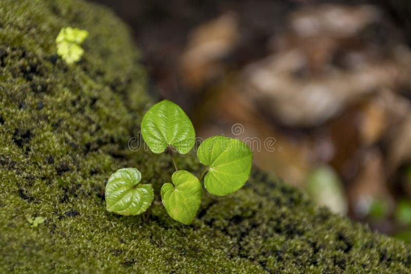 New Leaves Sprouting in Spring, Green Nature Background Environment and ...