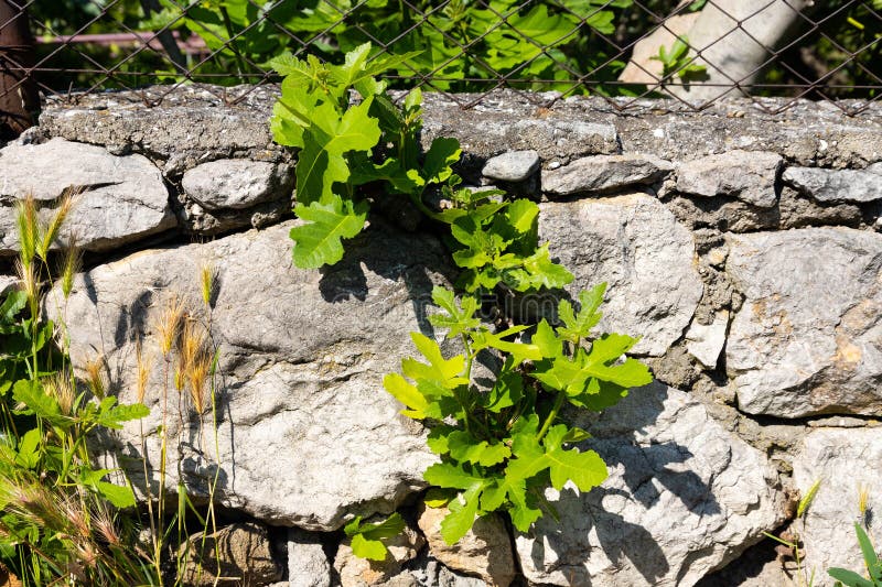 Green Leaves and Sprouts of a Fig Tree in Spring, Sprouted among the ...