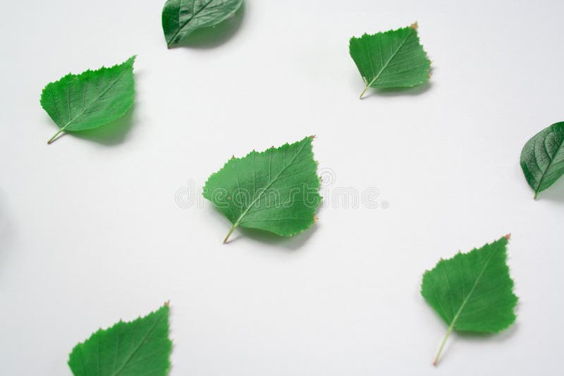 Green Leaves in Square Shape Banner Side View Stock Photo - Image of ...