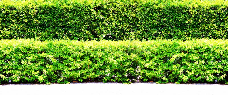 Green Leaves Step Pattern Abstract Nature Background Stock Image ...