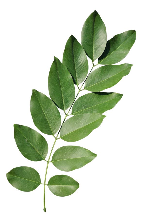 Green Leaves Stick with Branch Isolate on White Background Clipp Stock ...