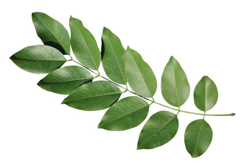 Green Leaves Stick with Branch Isolate on White Background Clipp Stock ...