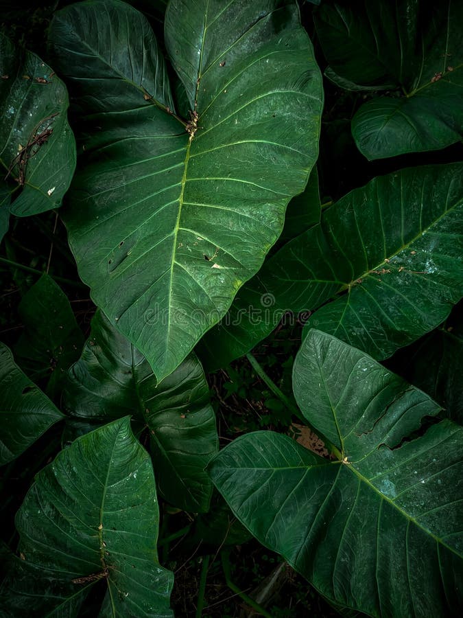 Green leaves in the summer stock image. Image of forest - 225306359