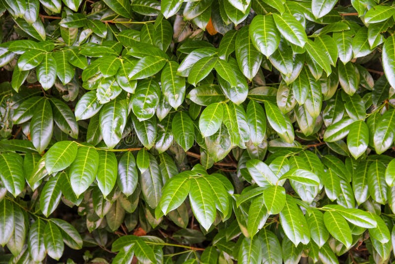 Green leaves in summer stock image. Image of natural - 152974593