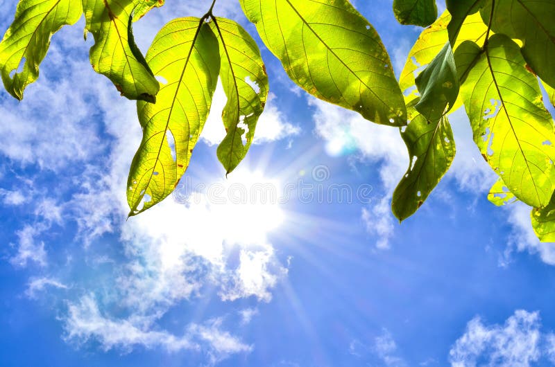 Green leaves and sun stock photo. Image of background - 35139722