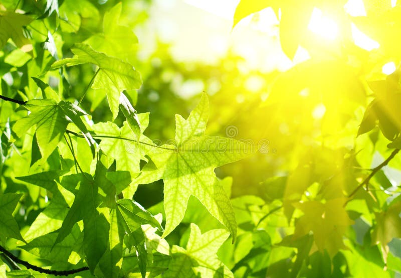 Green leaves with sun ray stock photo. Image of life - 27001788