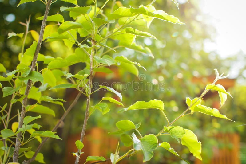 Green Leaves with Sun Ray. Young Plant in the Rays of the Sunset in ...